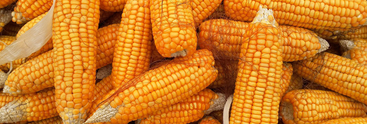 Corn Fabric Clothes – The Beaj